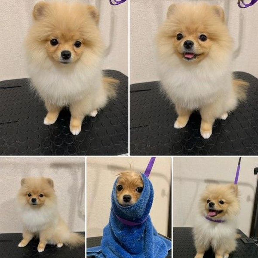 Померанский шпиц мини девочка