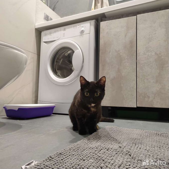 Кошка Подросток Бесплатно
