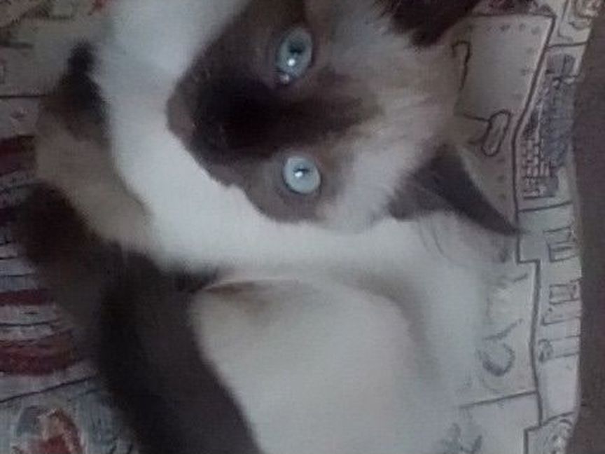 Тайская кошка