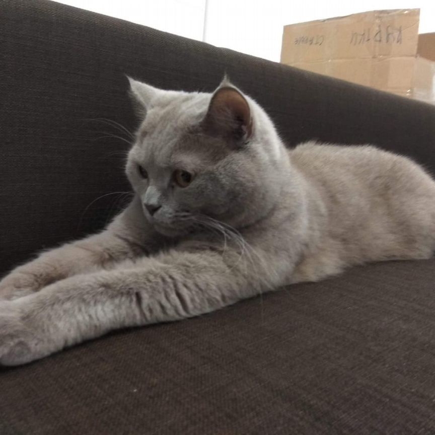 Британский кот