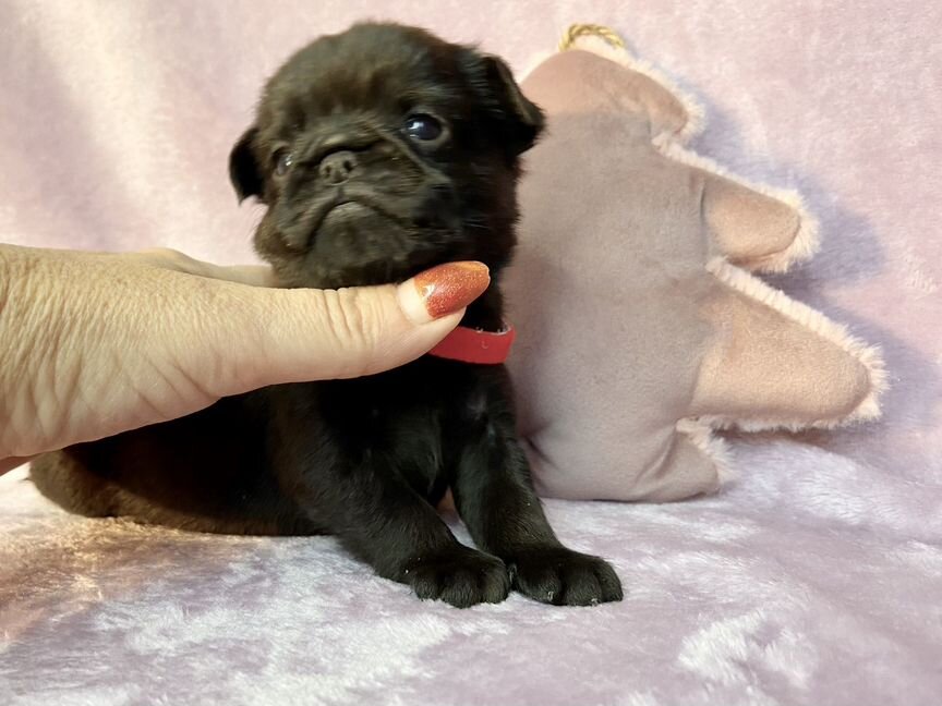 Пти брабансон девочки