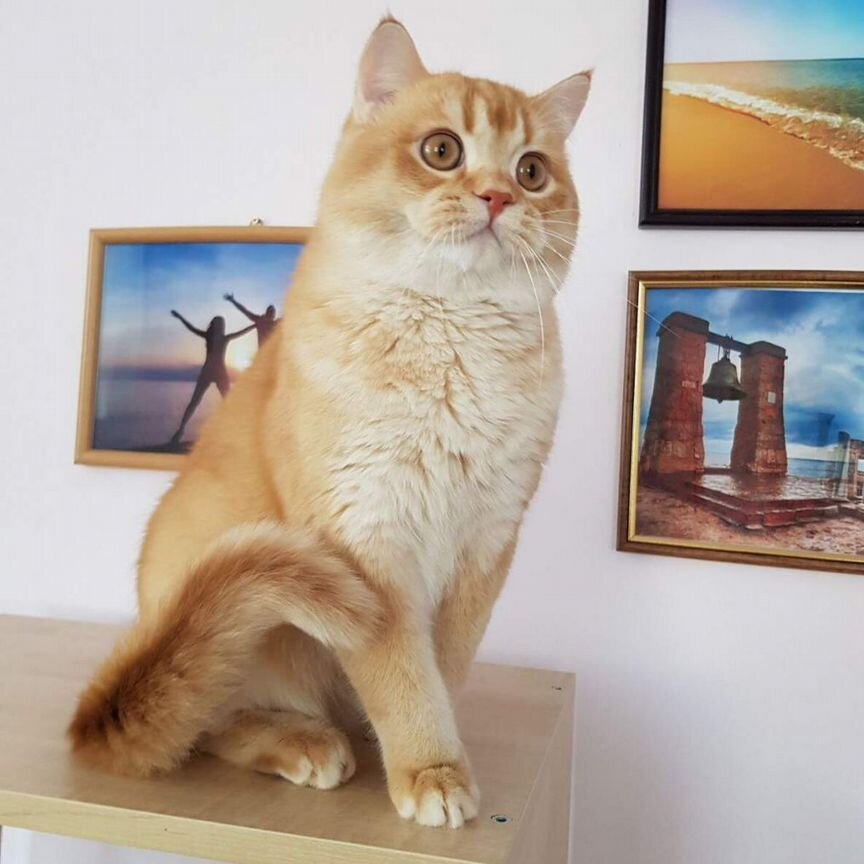 Шотландский кот