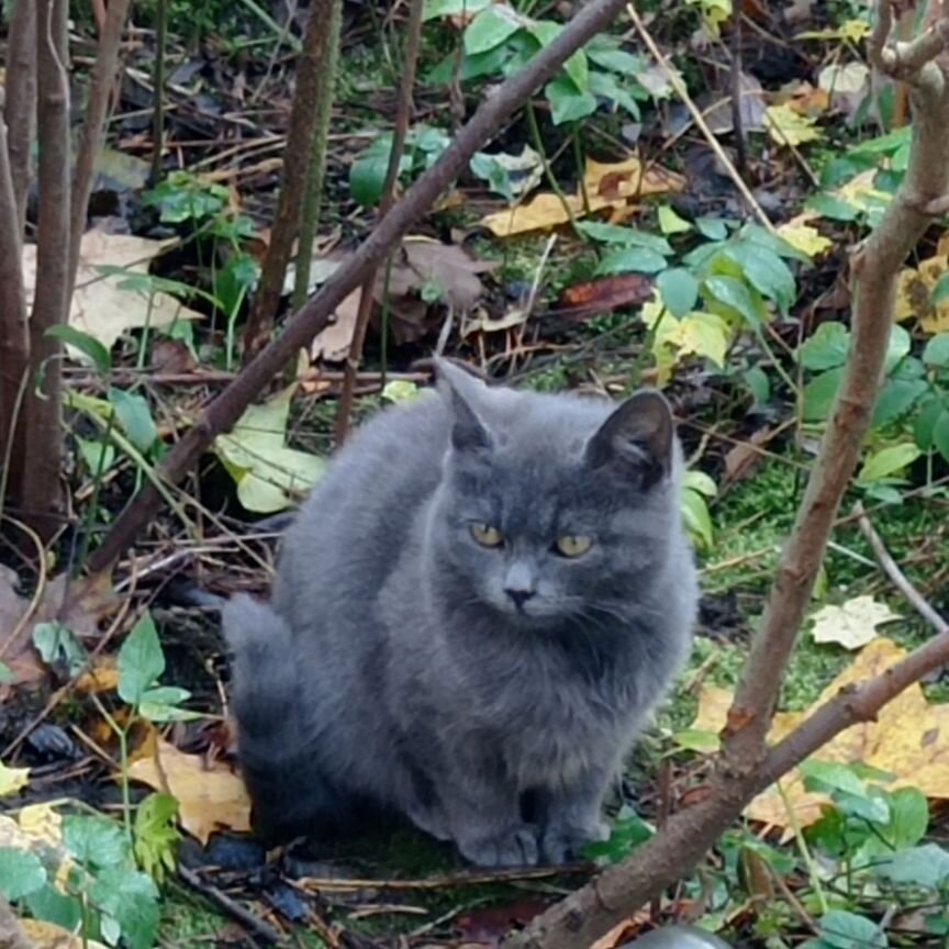 Дымка ищет дом