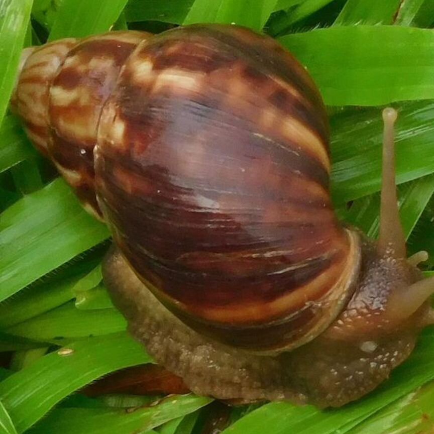 Улитки Ахатины бесплатно Челябинск