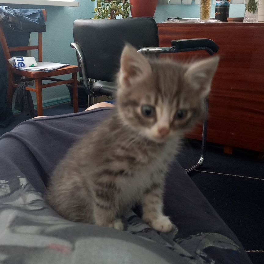 Котенок