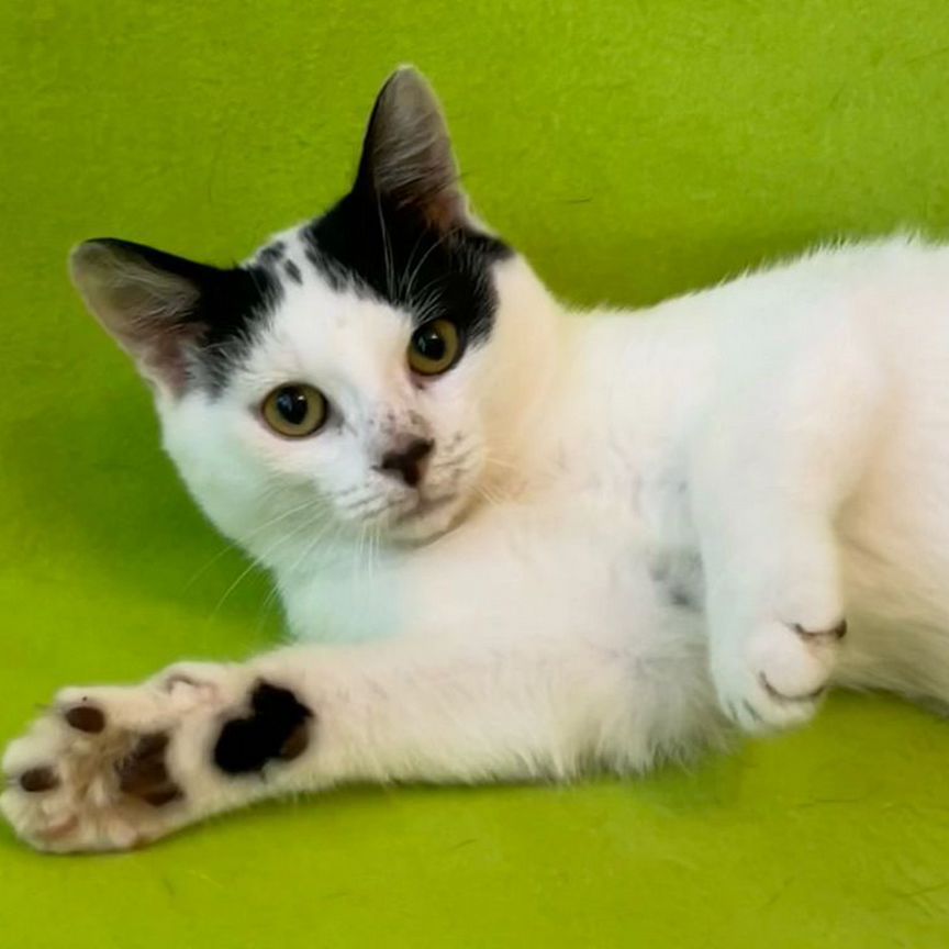Котенок