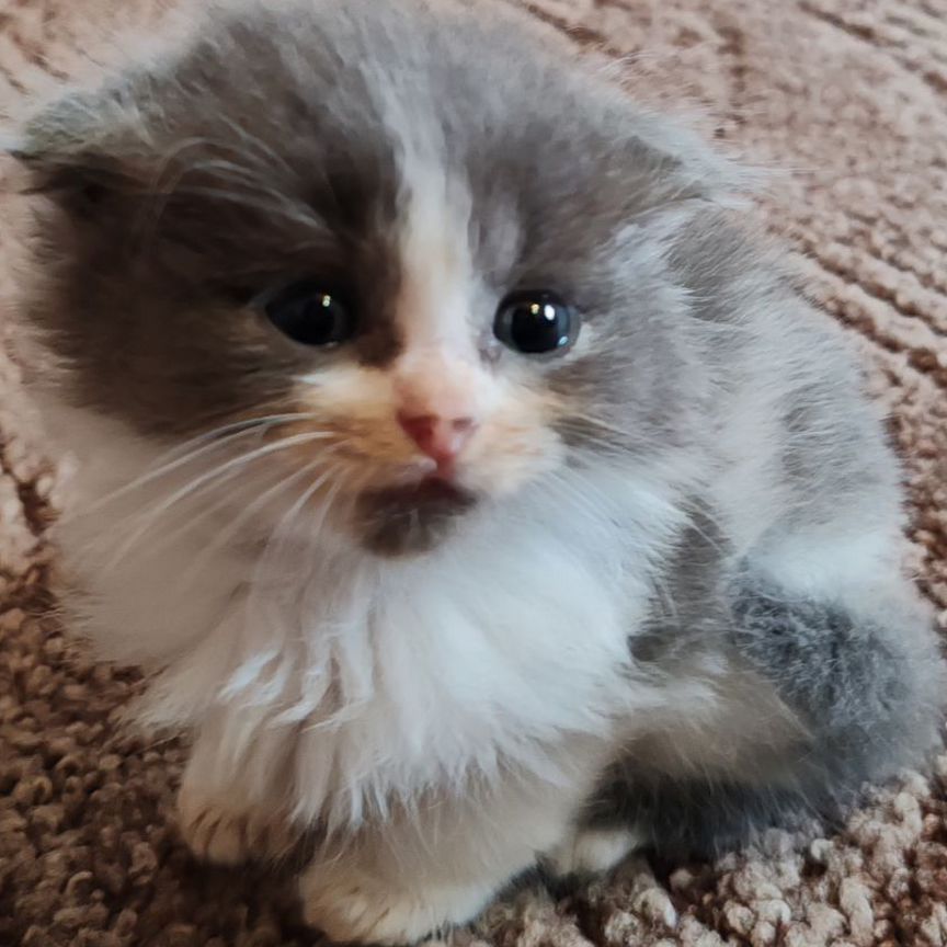 Шотландский вислоухий длинношёрстный котёнок