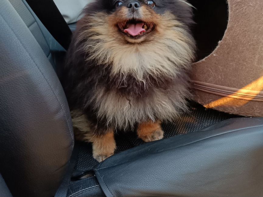 Померанский шпиц