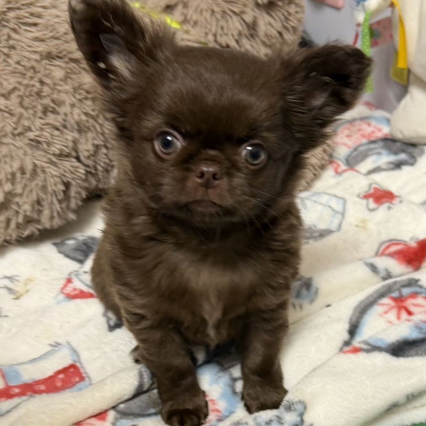 Чихуахуа, щенок