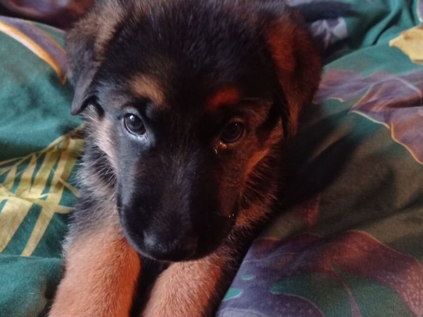 Щенки Немецкой Овчарки