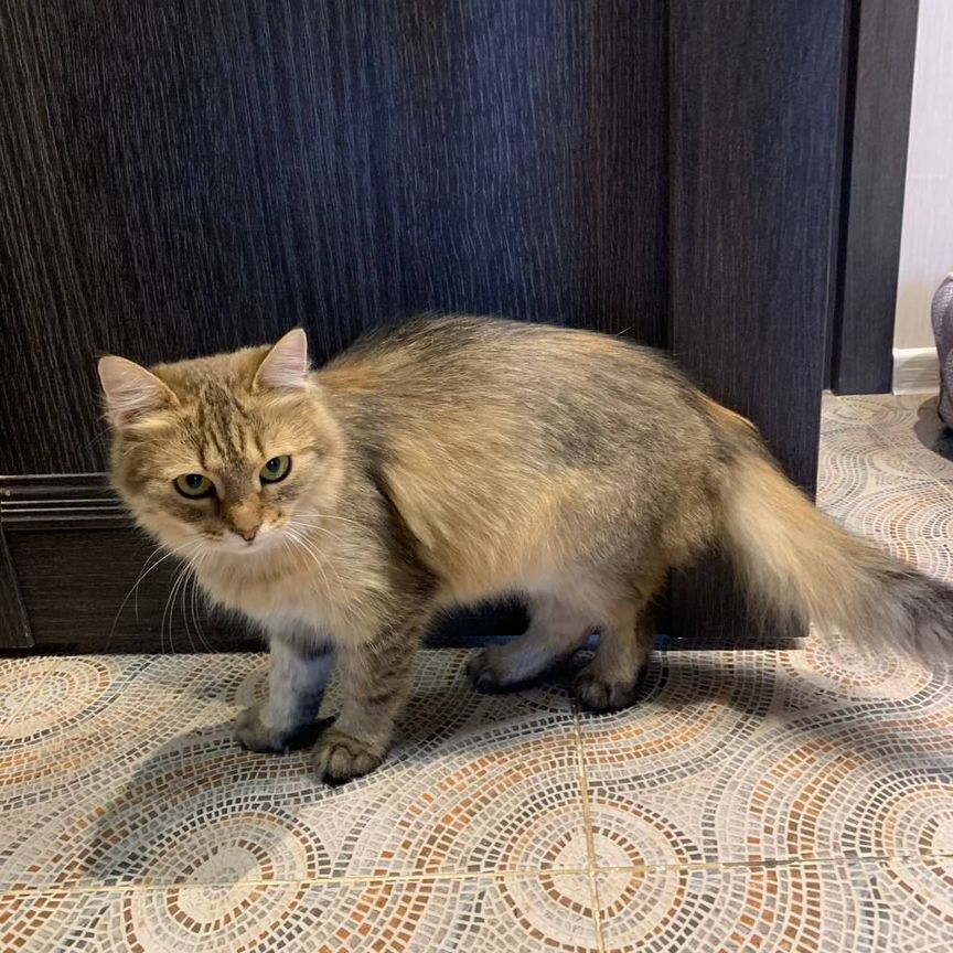 Пушистый котенок в добрые руки