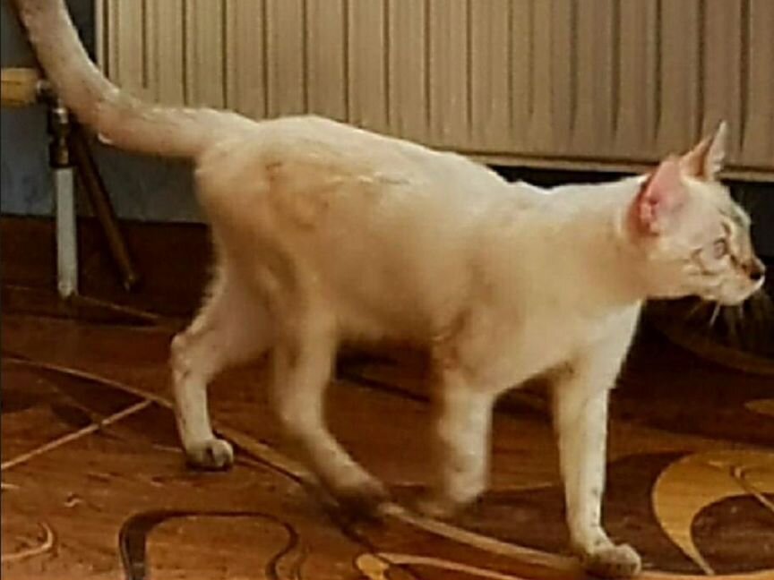 Снежная бенгалка