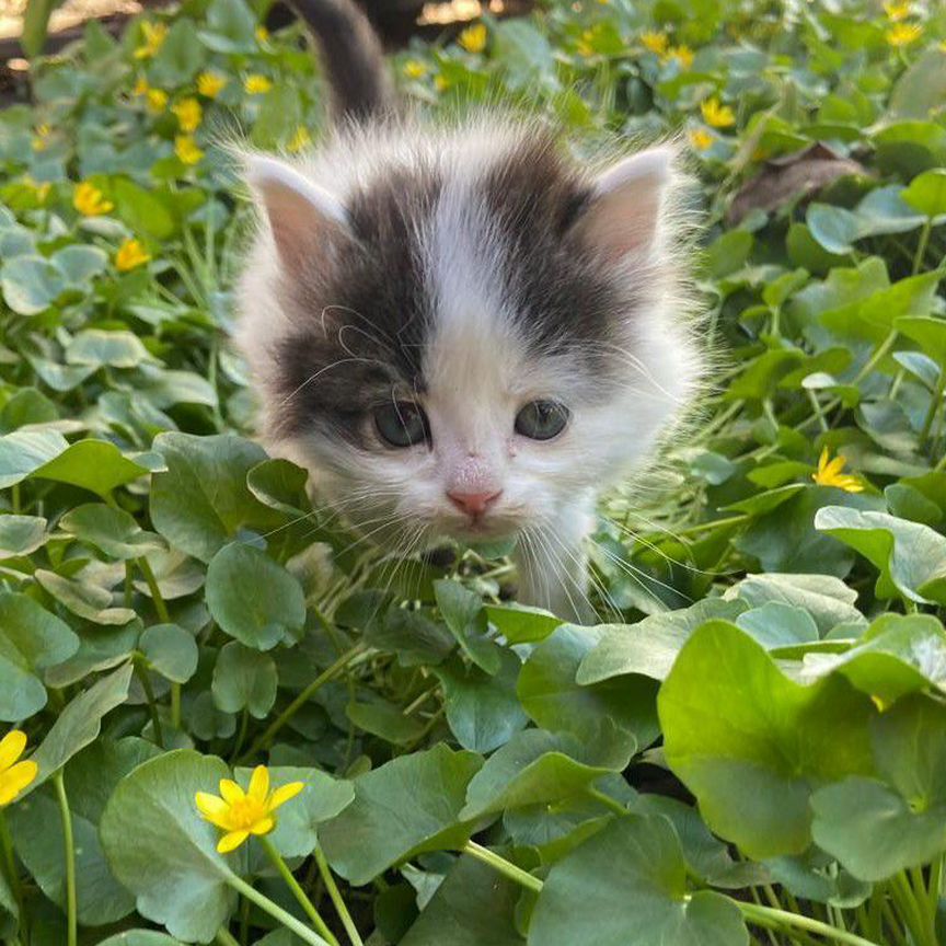 Кот мышелов