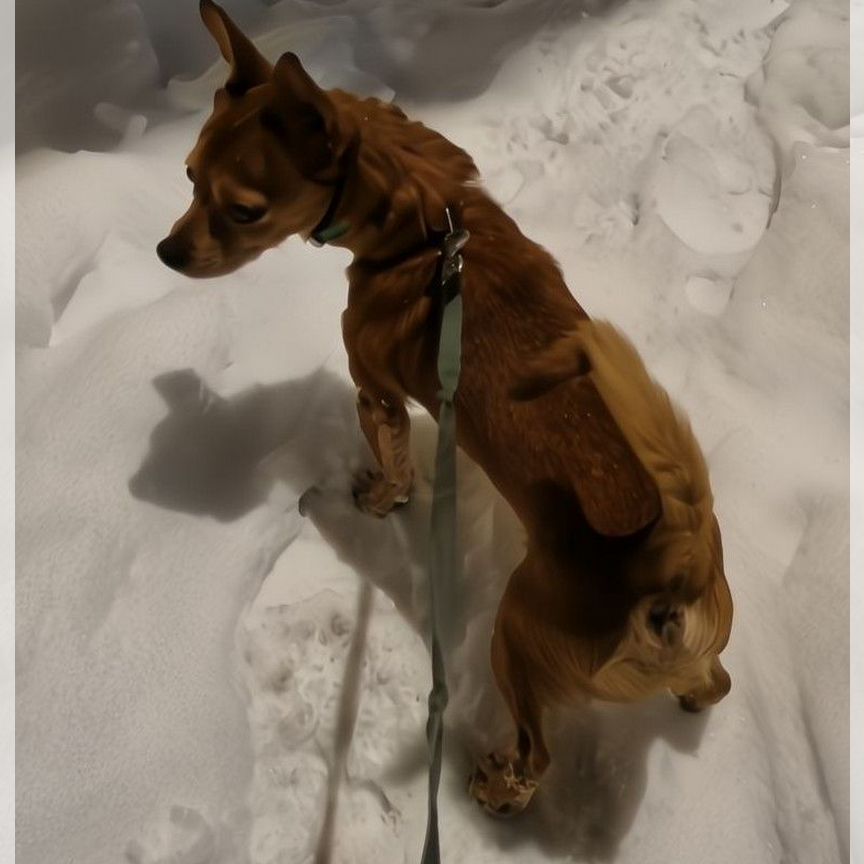 Чихуахуа, взрослый пёс