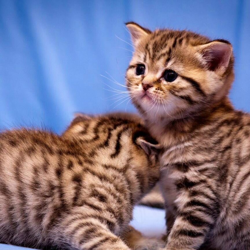 Британские котята
