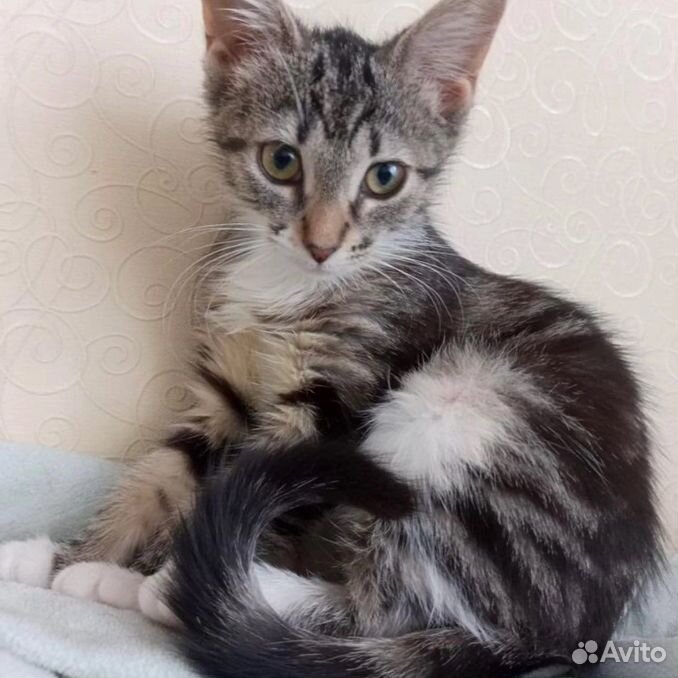 Кошка приносящая счастье