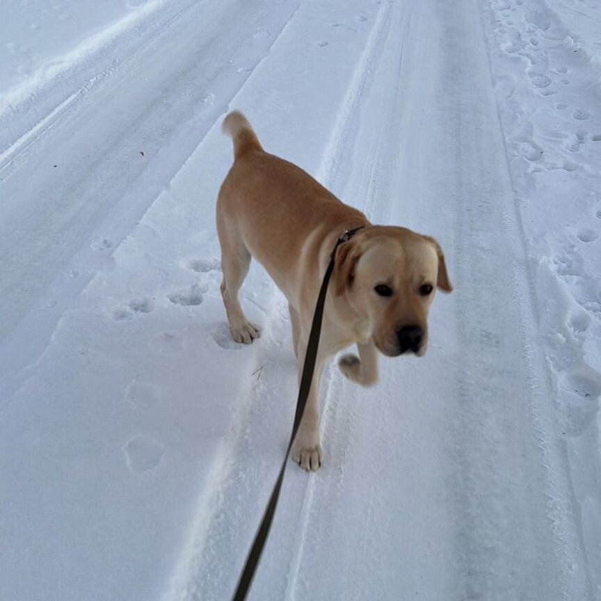 Кобель лабрадора вязка