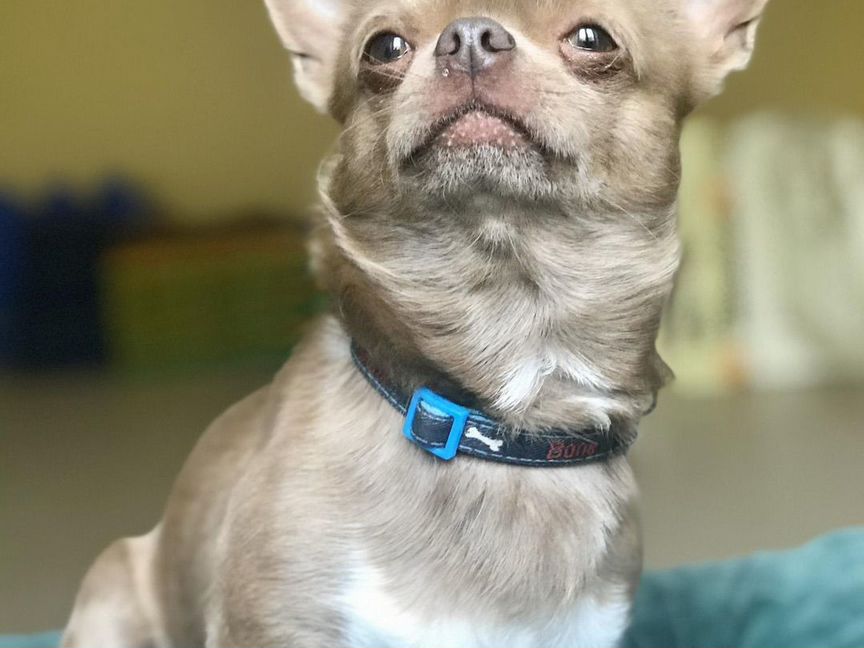 Вязка Патрик титулованый кобель чихуахуа