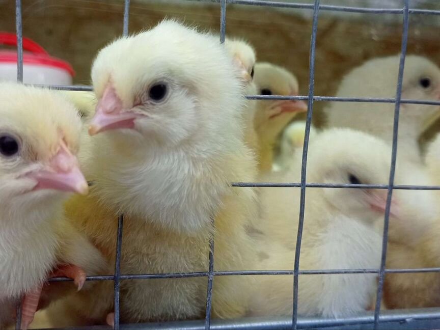 Цыплята бройлеры кобб 700