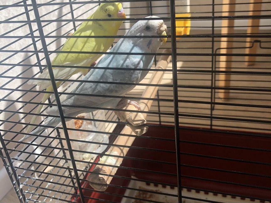 Волнистый попугай с клеткой
