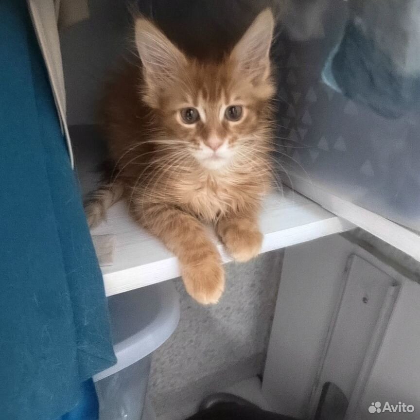 Котенок мэйн кун