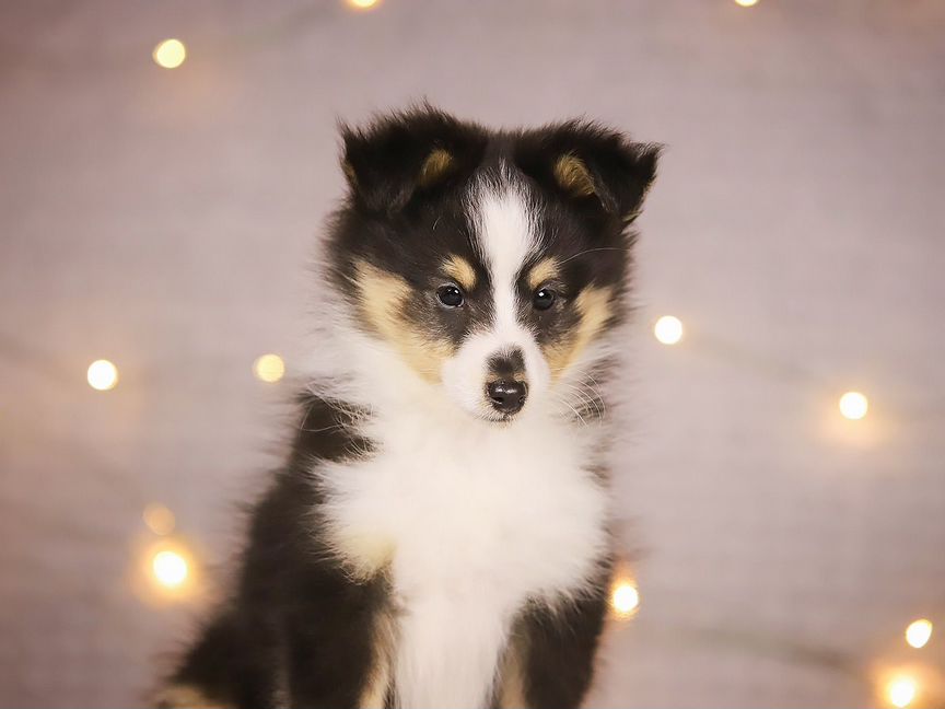 Триколорный мальчик шелти