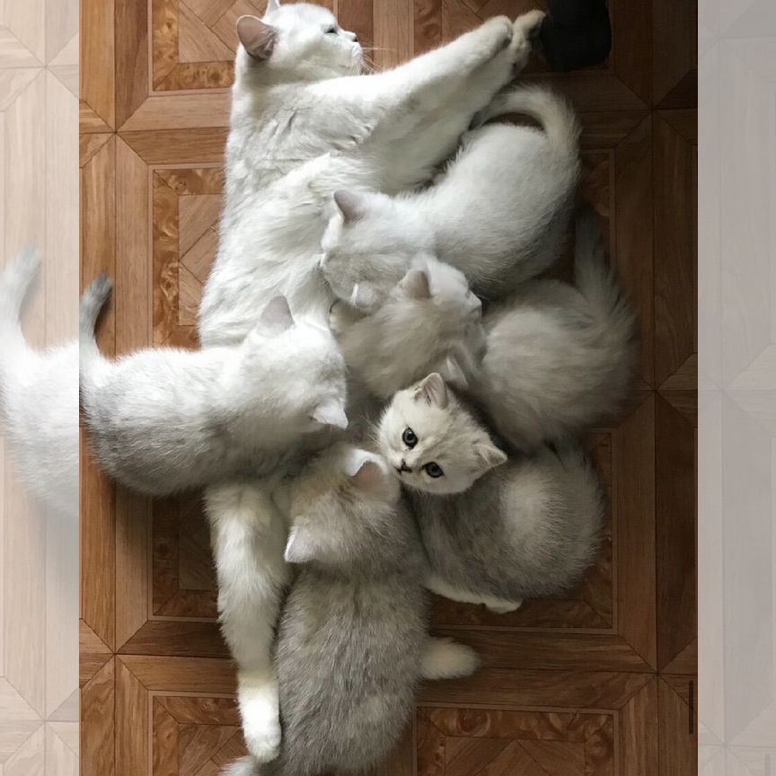 Британские котята шиншилла