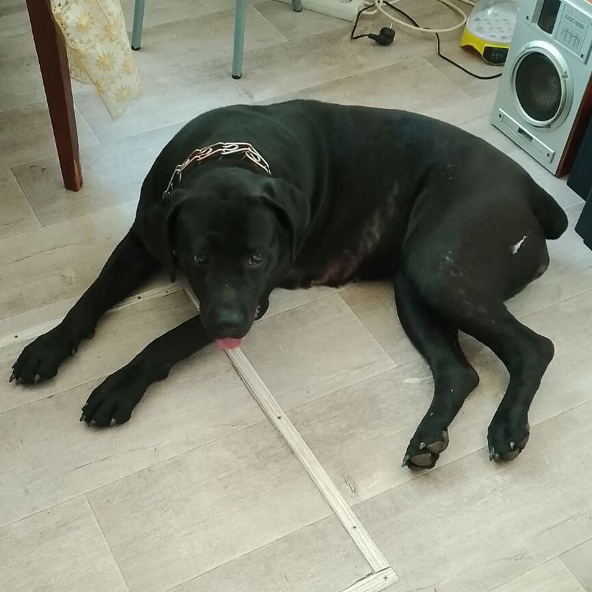 Кане-корсо, взрослая собака