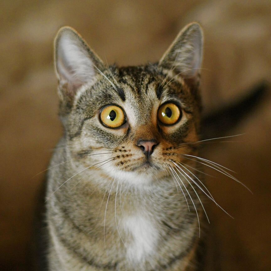 Котенок Тотошка ищет семью