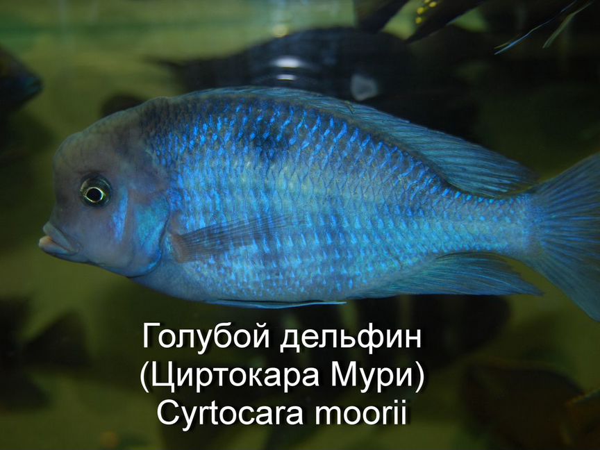 Рыбы цихлиды