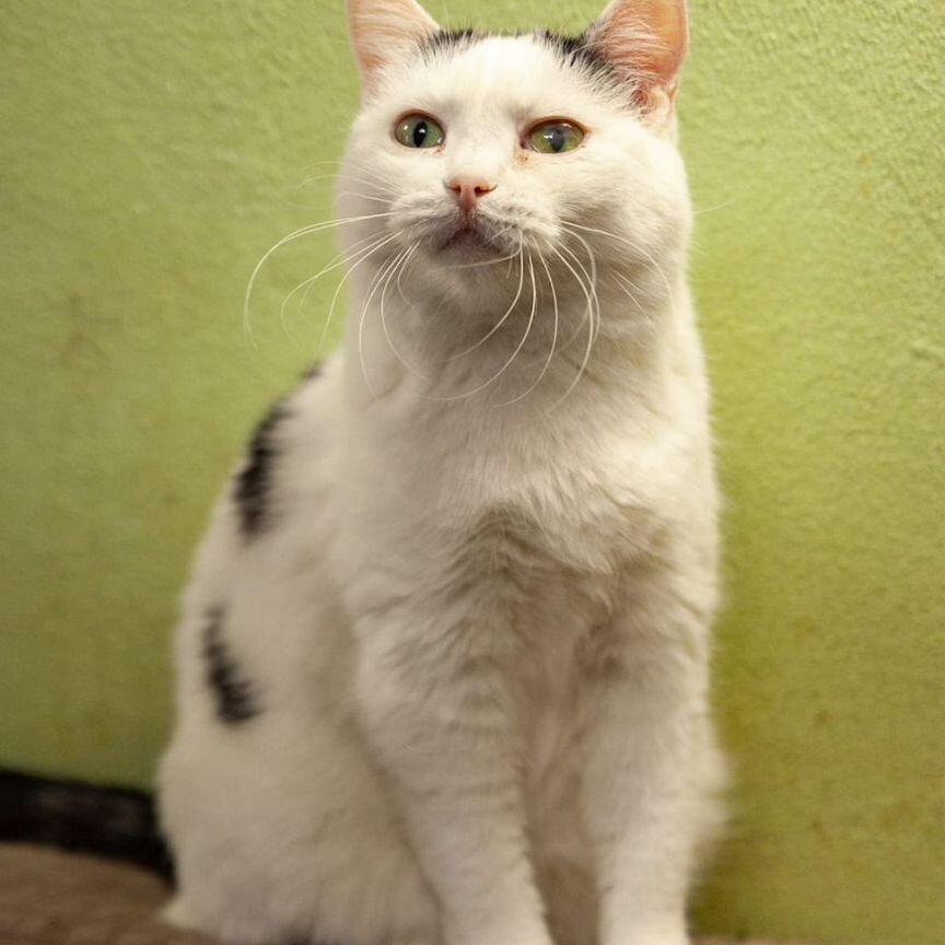 Кошка