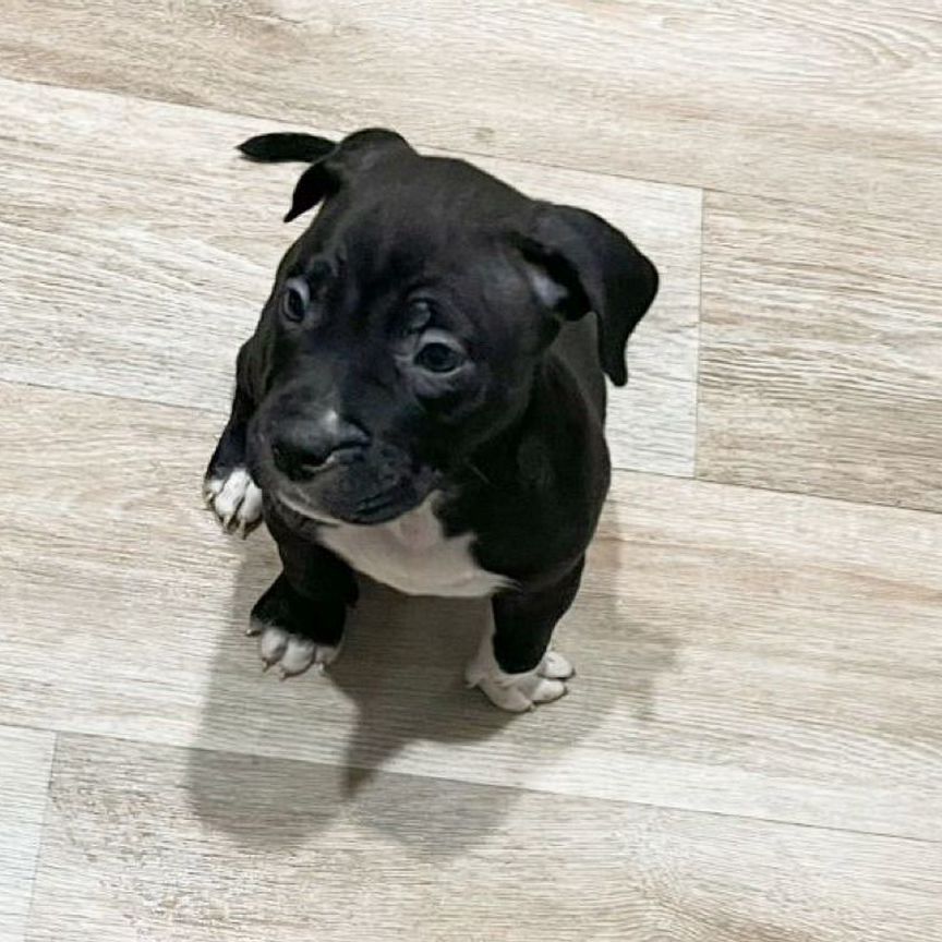 Американский булли мальчик