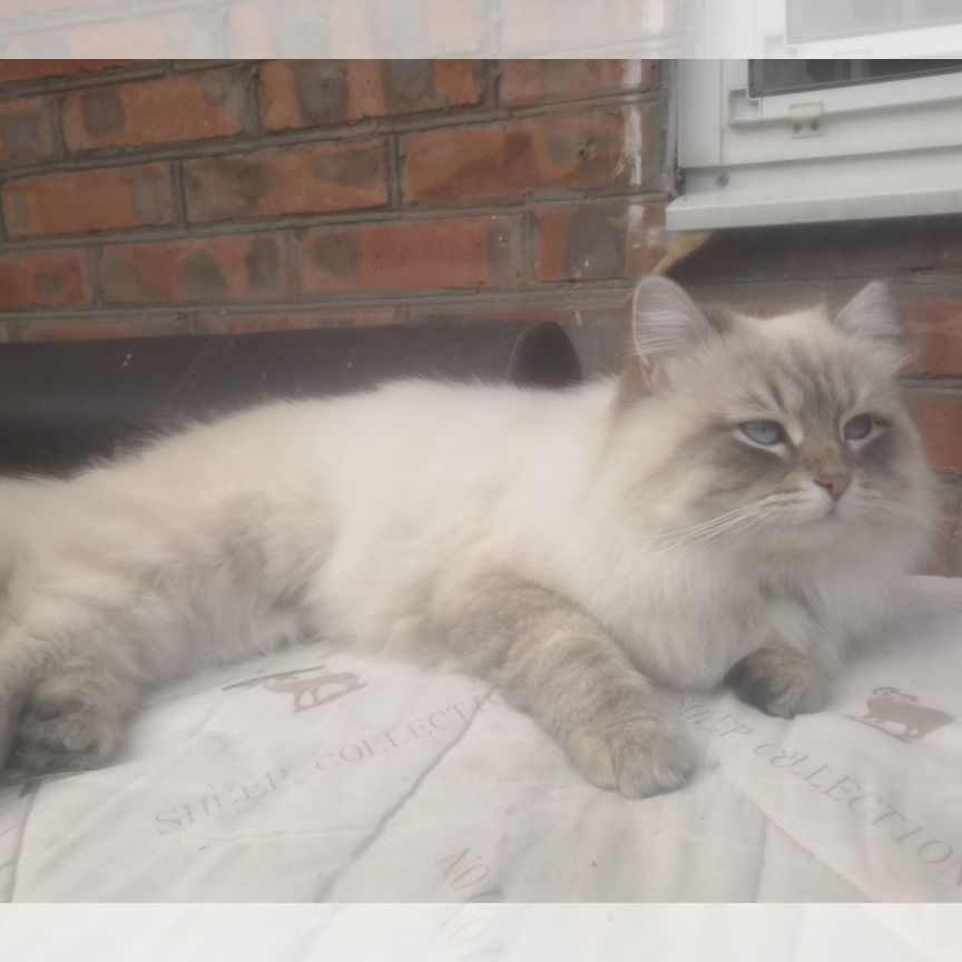 Невский маскарадный кот вязка