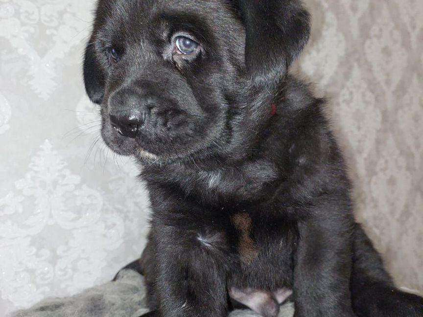 Лабро пупс