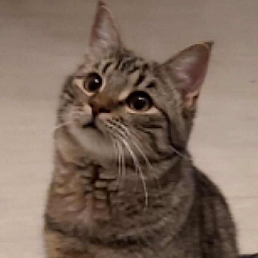 Котенок в добрые руки