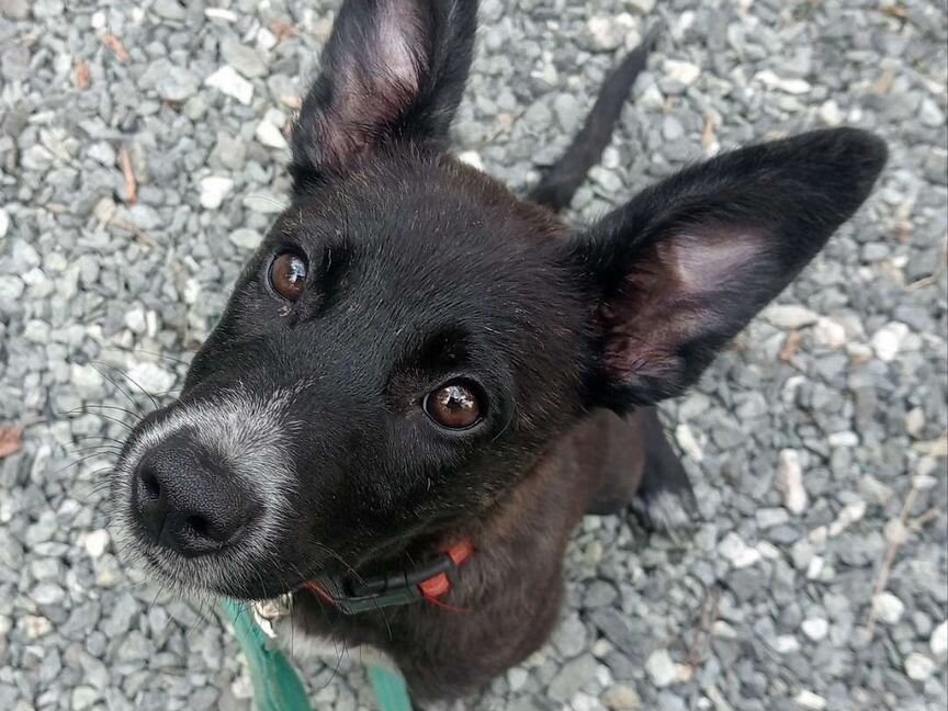 Щенок в добрые руки