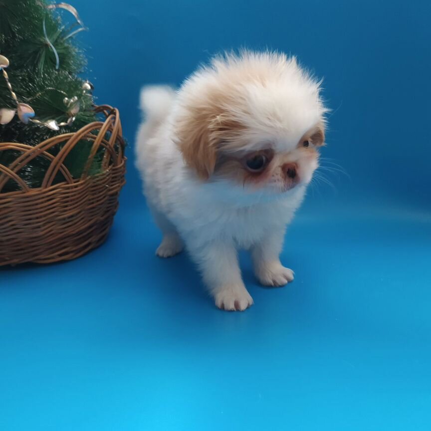 Щенки японского хина