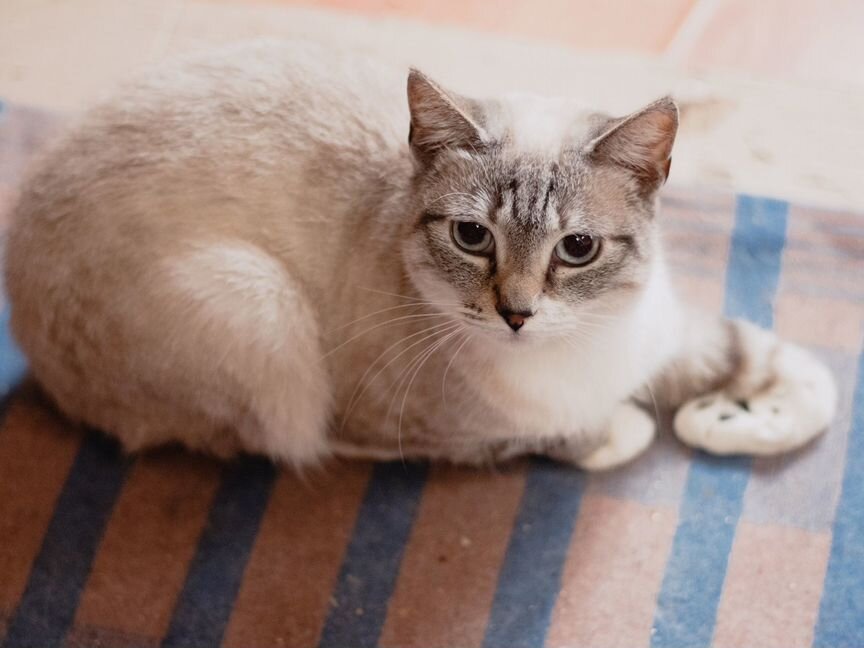 Кошка Симка