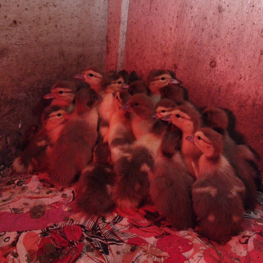 Индоутята, от суточных до недельных