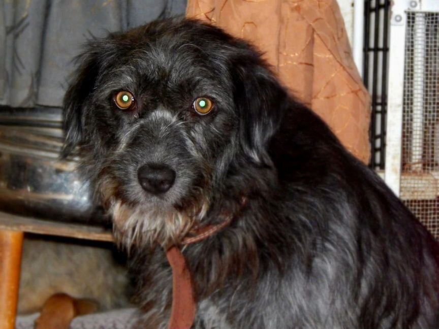 Добродушная спокойная собака в добрые руки