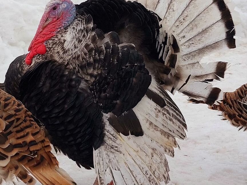 Индюк самец 8 мес