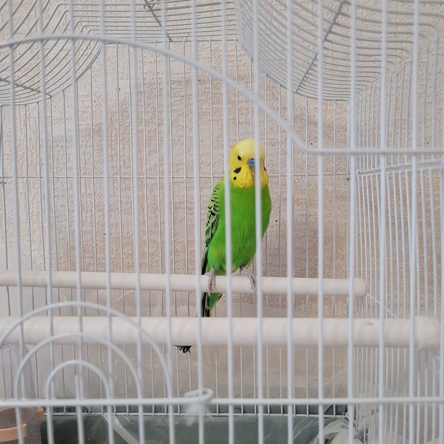 Волнистый попугай с клеткой
