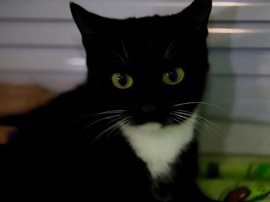 Кошка в добрые руки