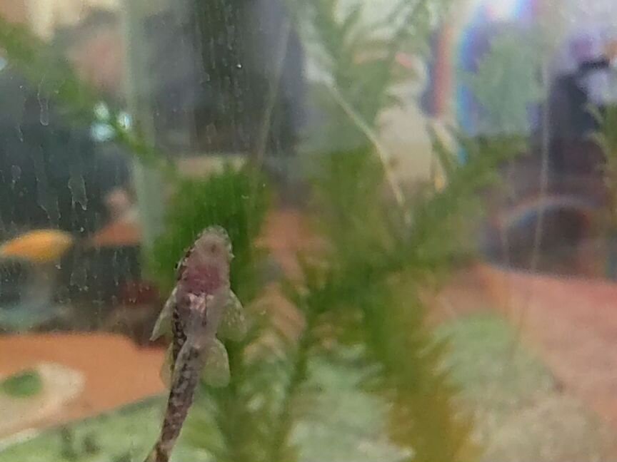 Аквариумные рыбки - мальки сомиков анцитрусов