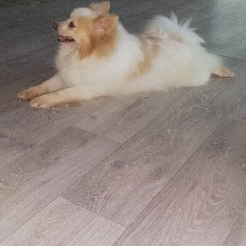 Немецкий шпиц девочка