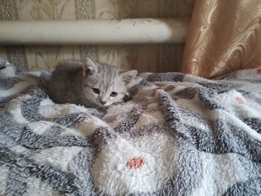 Кошка в дар бесплатно