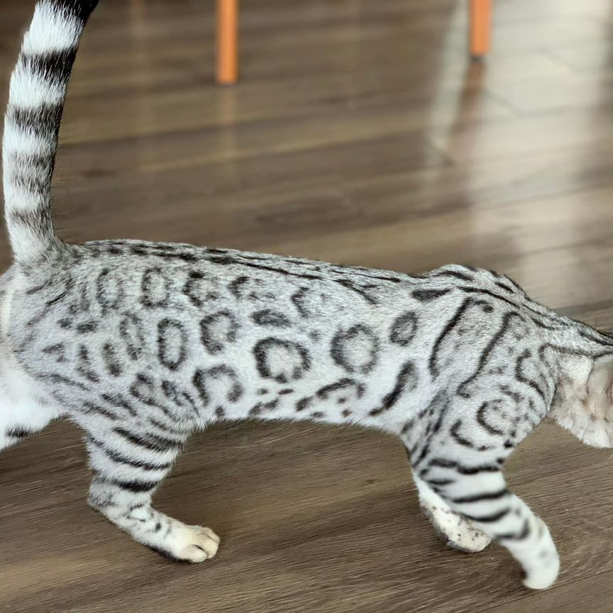 Silver бенгальские котята от 3 месяцев