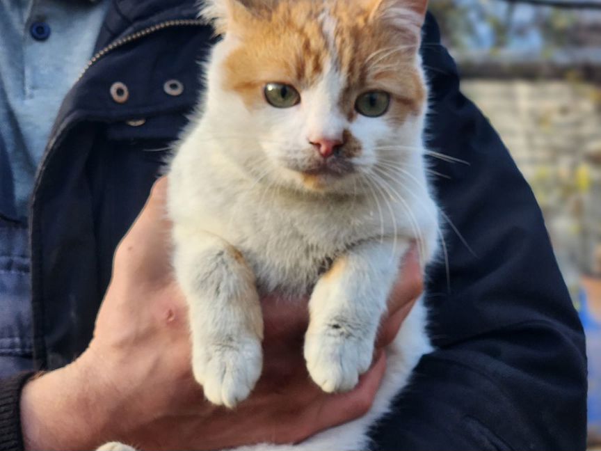 Рыжий кот бесплатно в добрые руки