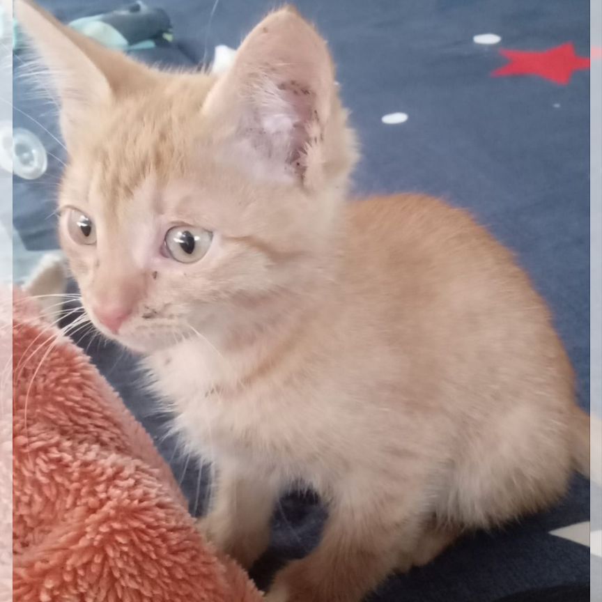 Котик в добрые руки