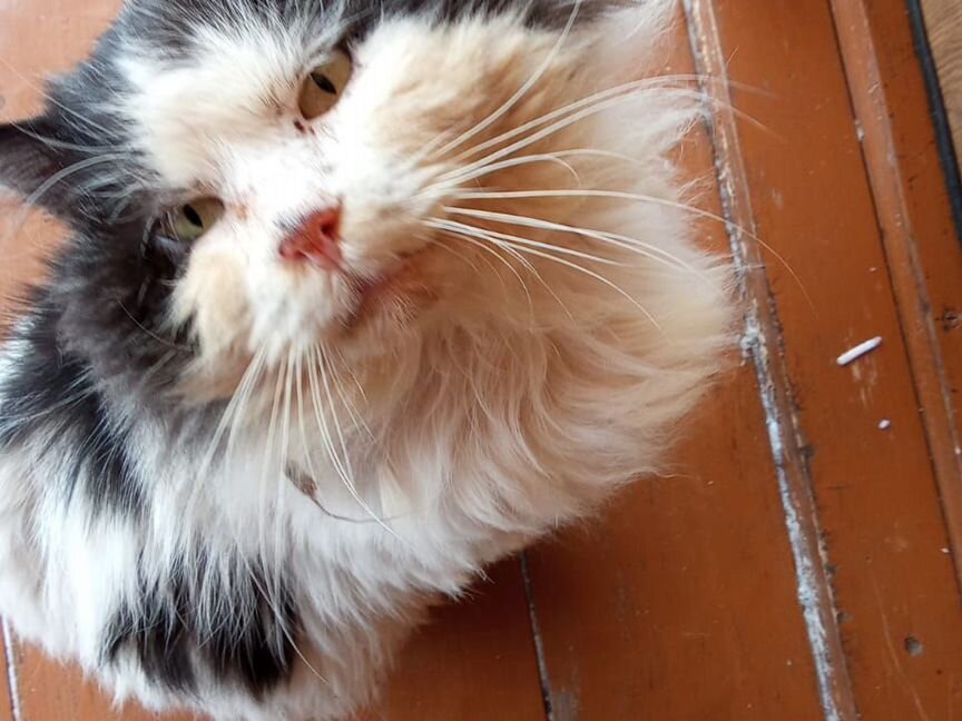 Котик в беде.Возможно над ним издевались
